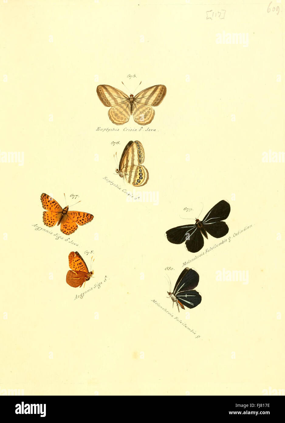 The study of exotic butterflies and moths, part of the Lepidoptera ...