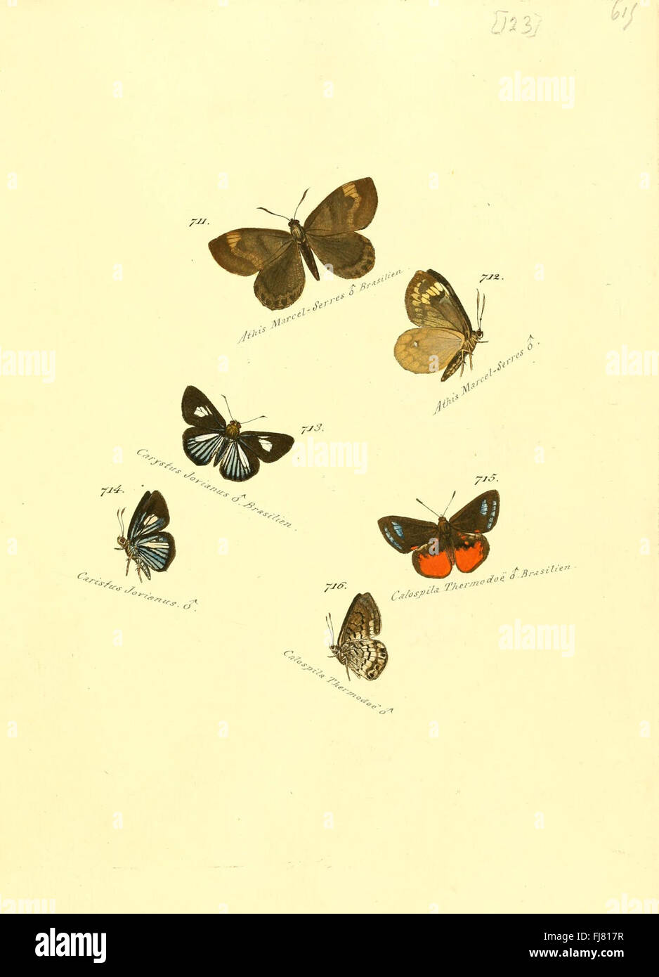 An illustrated work detailing exotic butterfly and moth species ...