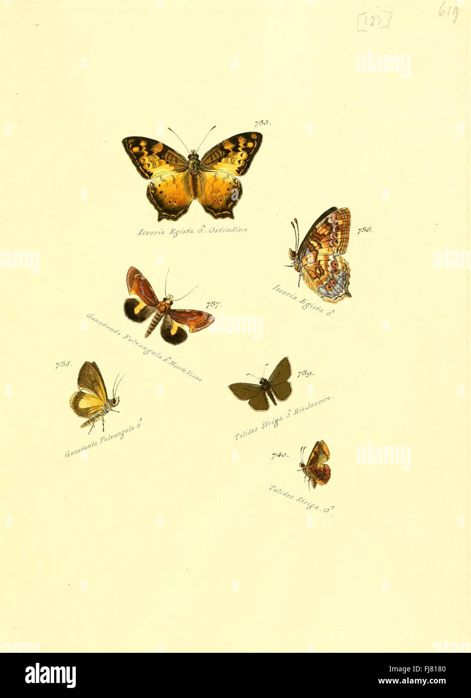 This collection of exotic butterflies and moths showcases various ...