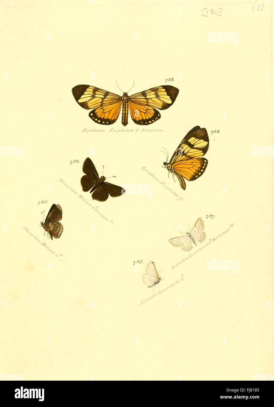 A collection of exotic butterfly and moth species from various regions ...