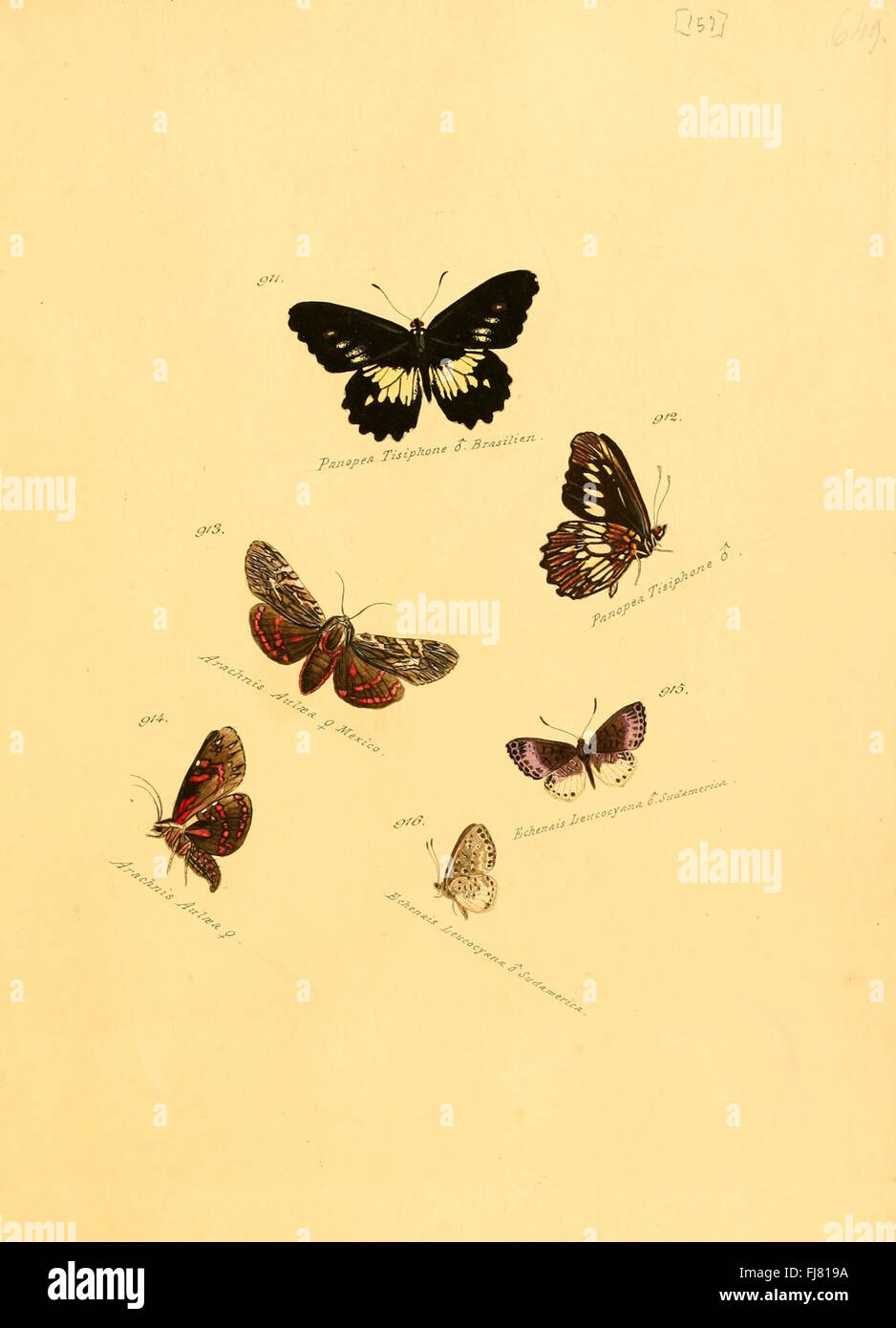 An illustrated collection of exotic butterflies and moths, documenting ...