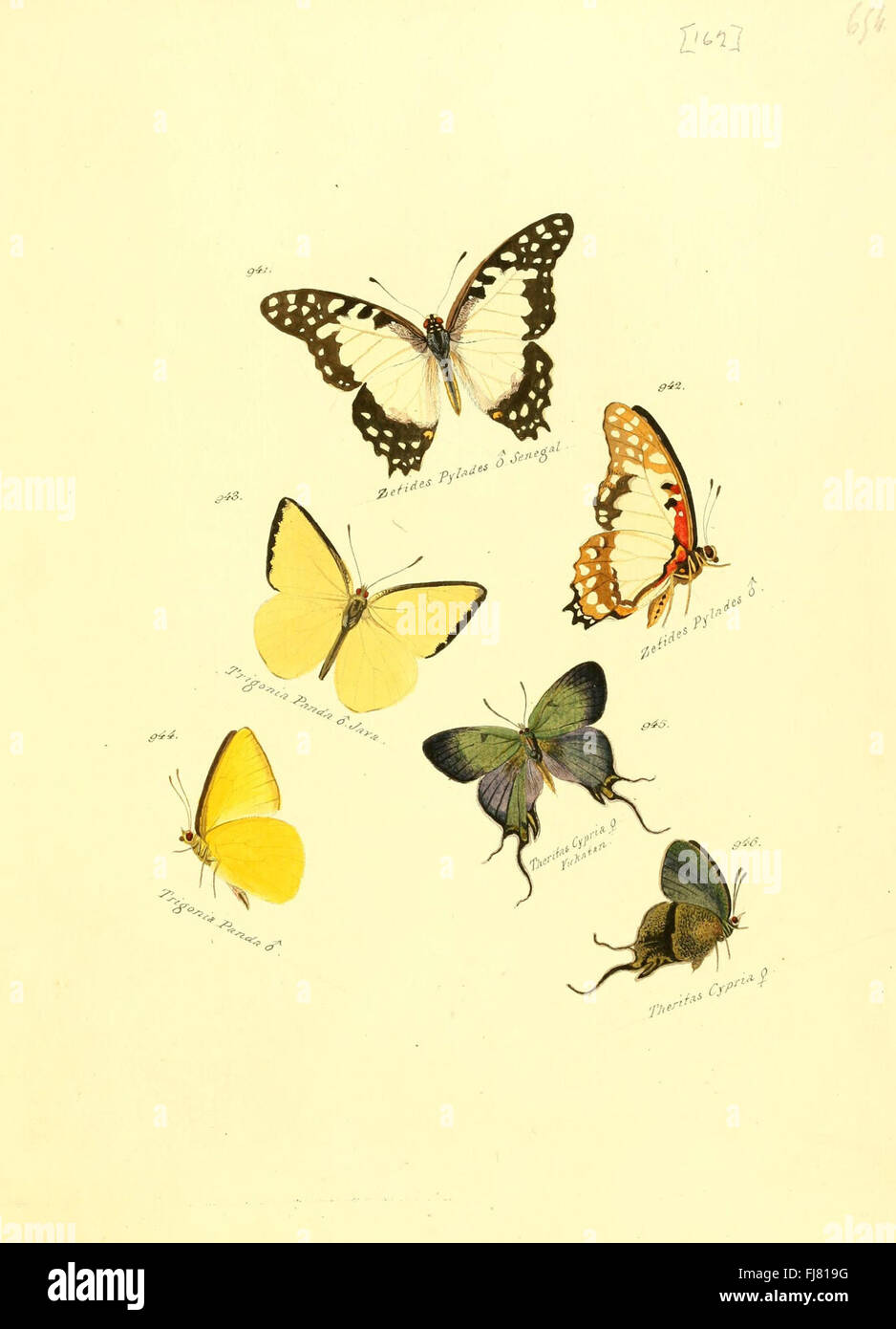 A catalog of exotic butterfly species, featuring detailed illustrations ...