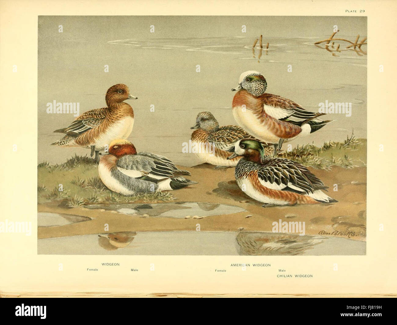 A Natural History of the Ducks, a work featuring the study of duck ...