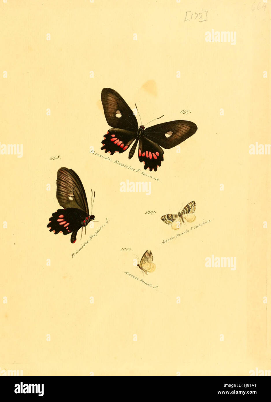 An illustrated work on exotic butterfly species, focusing on species ...