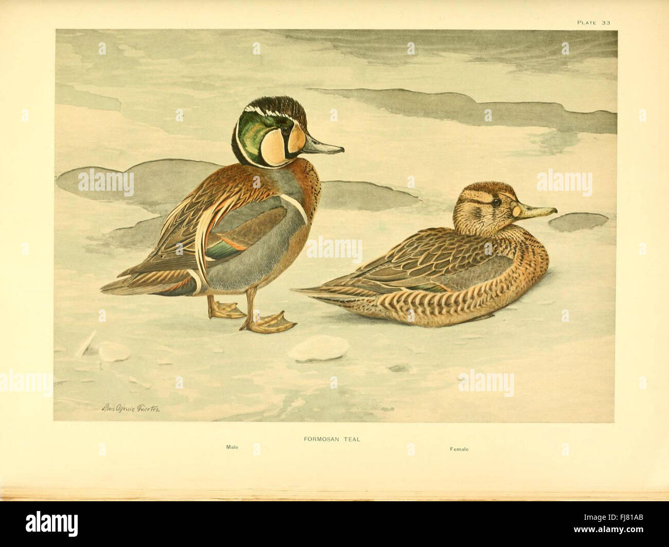 A Natural History of the Ducks, Ducks, Pictorial Works, SIL Smithsonian ...