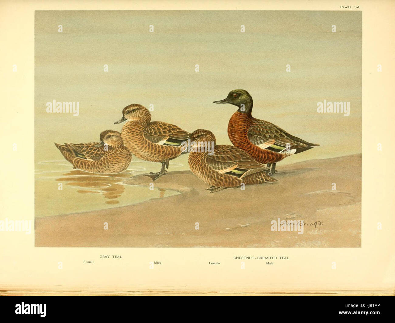 A comprehensive guide to the natural history of ducks Stock Photo - Alamy