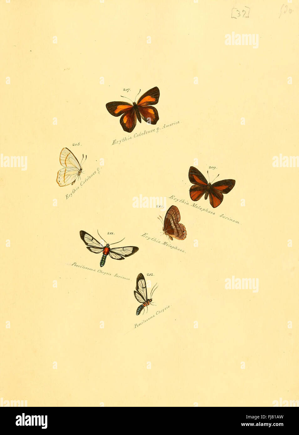 A collection of scientific illustrations and studies on exotic ...