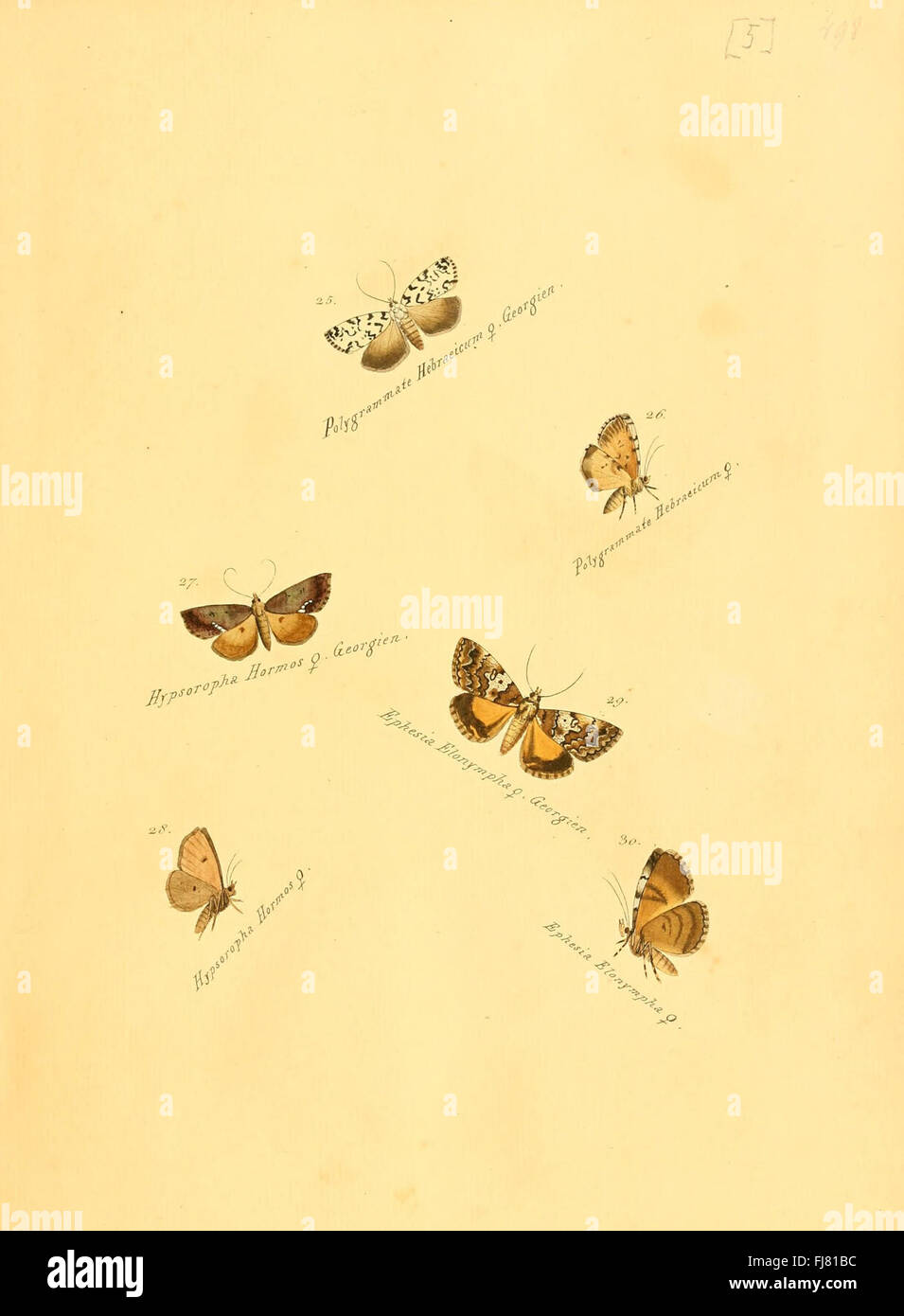 Collection various species moths hi-res stock photography and images ...