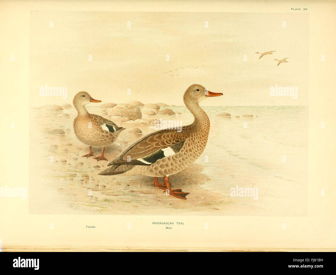 A comprehensive study of ducks, their habits, behaviors, and ...