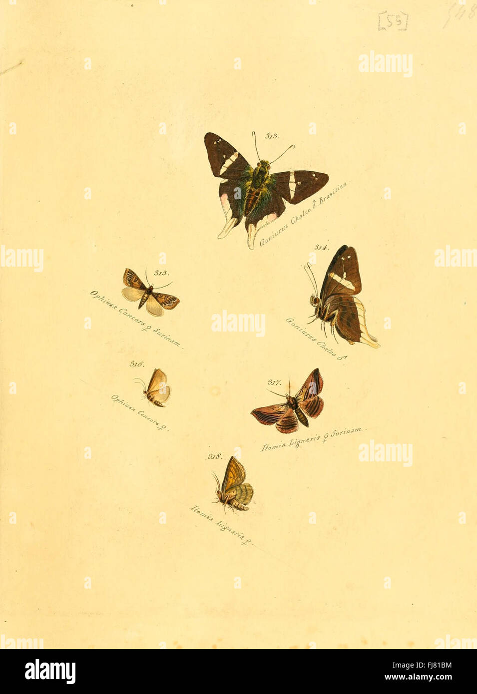 Butterflies, Lepidoptera, moths, Pictorial works, exotic butterflies ...