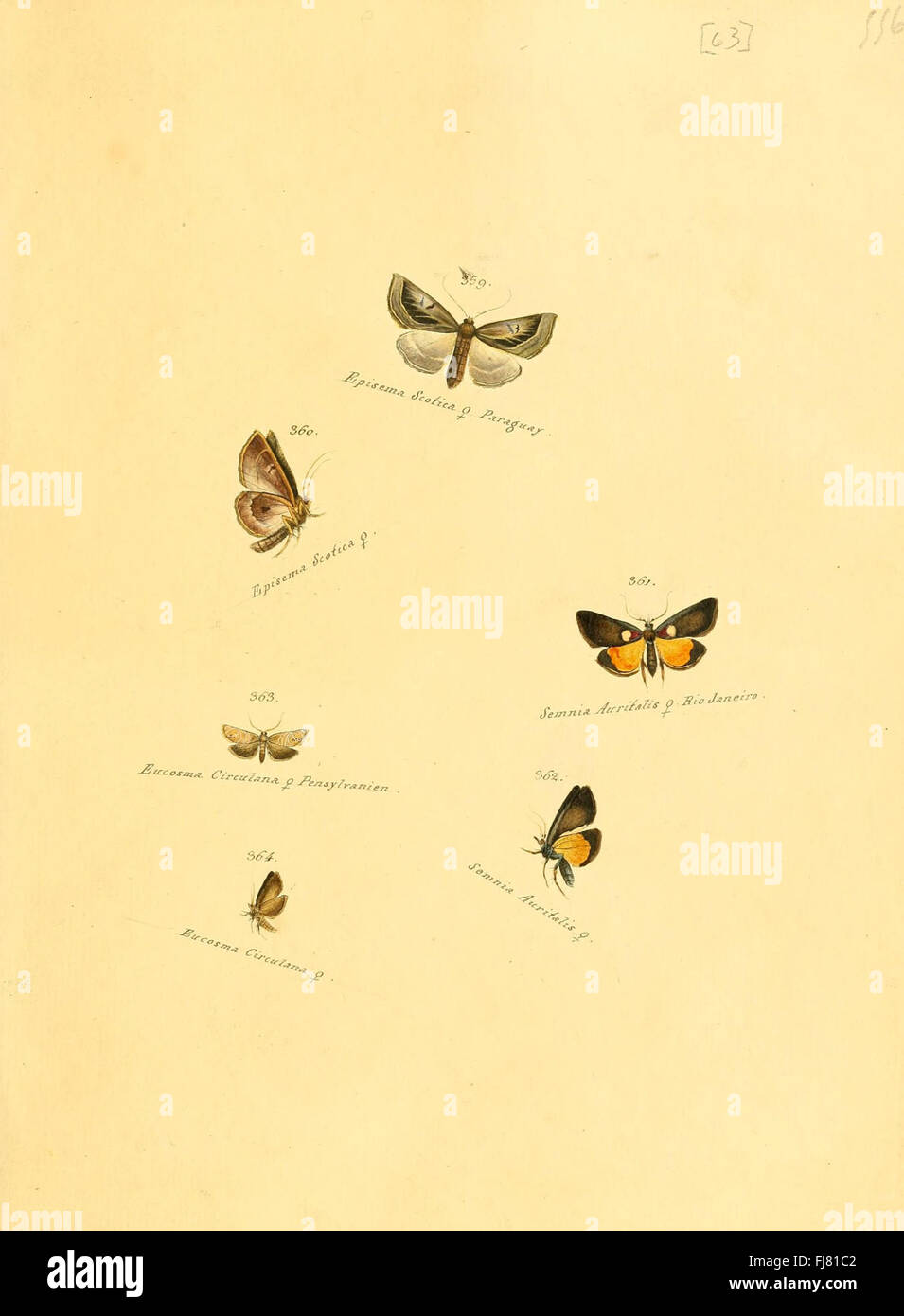 An illustrated work on exotic butterflies and moths, contributing to ...