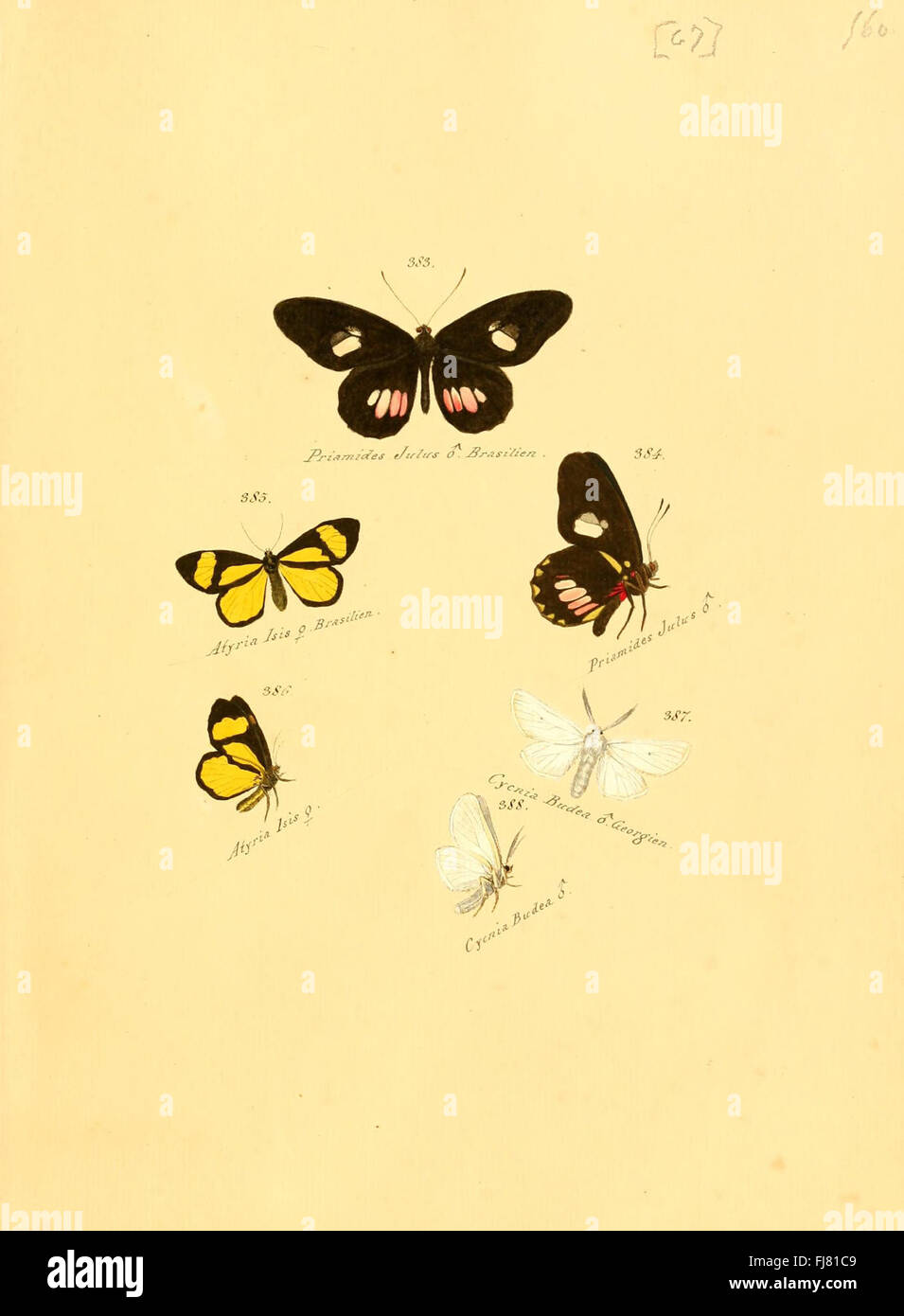 This work documents exotic butterfly species and moths, providing ...