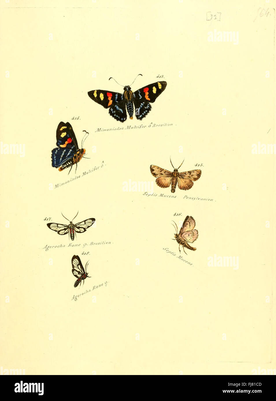 An illustrated work on exotic butterflies and moths, contributing to ...