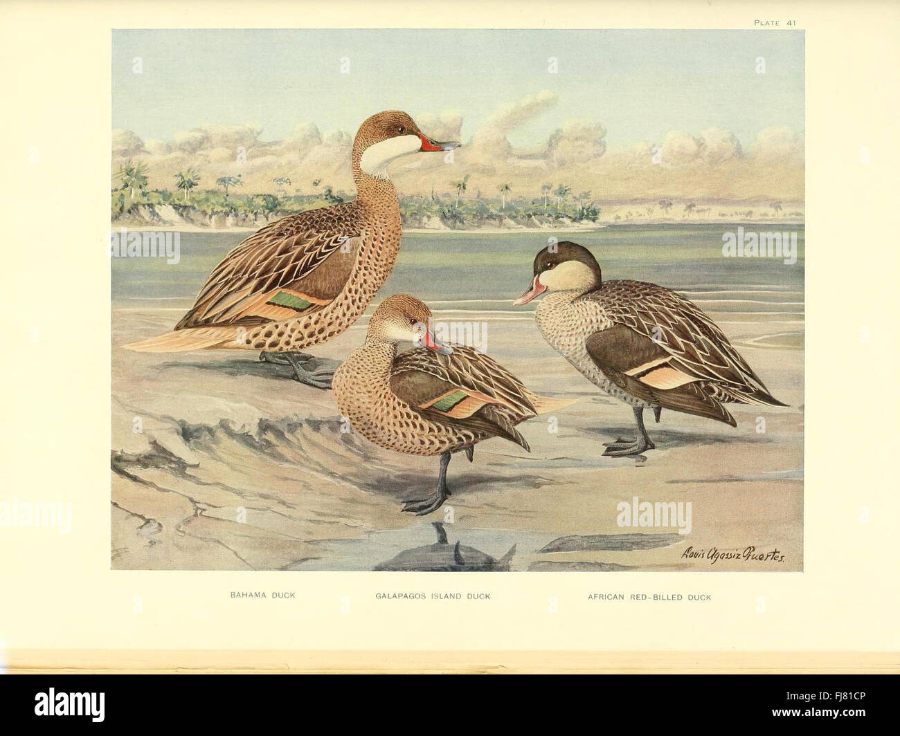 A detailed natural history of ducks, including their behavior, species ...