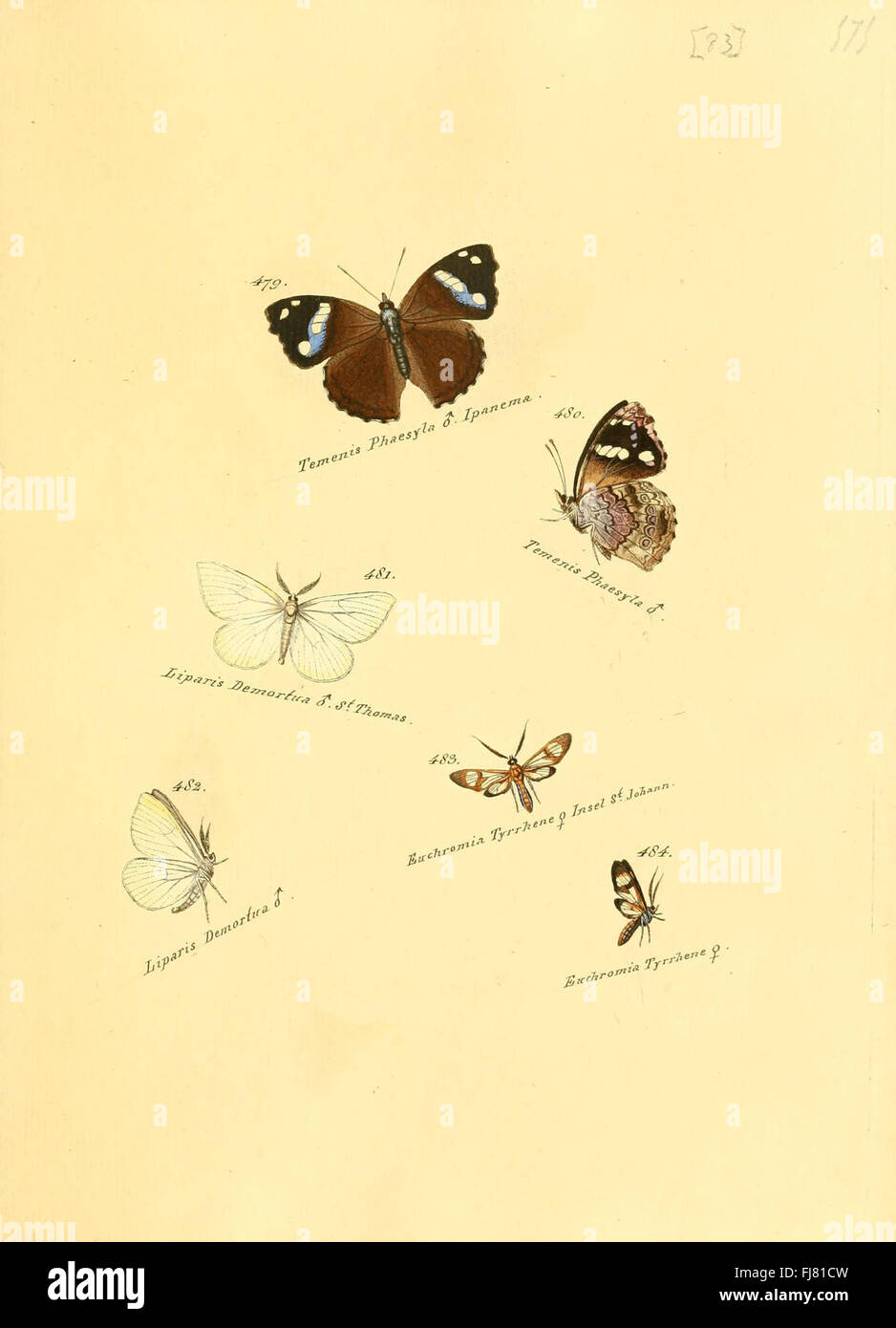 An exotic butterfly collection, featuring species from tropical regions ...