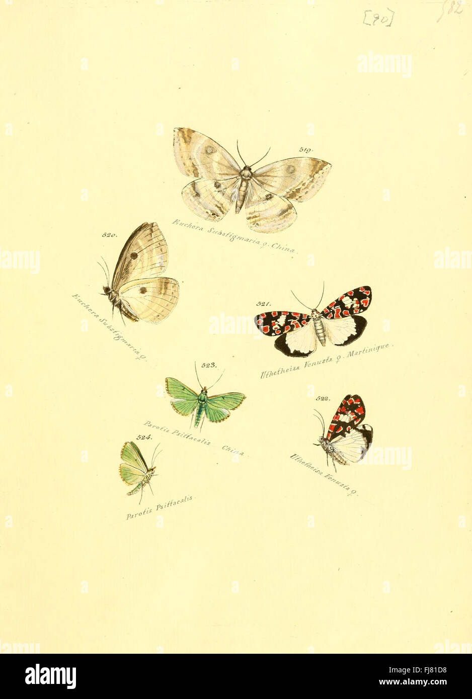 A detailed collection and illustration of exotic butterflies and moths ...