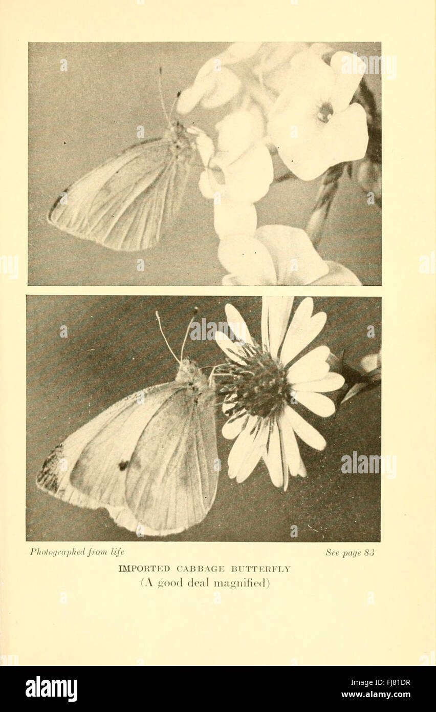An educational work featuring the most notable butterfly species ...