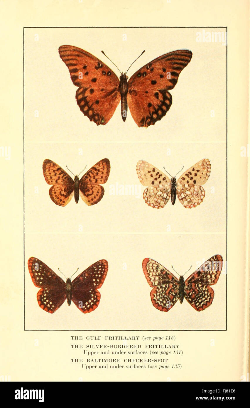 A guide to notable butterfly species, emphasizing those worth studying ...