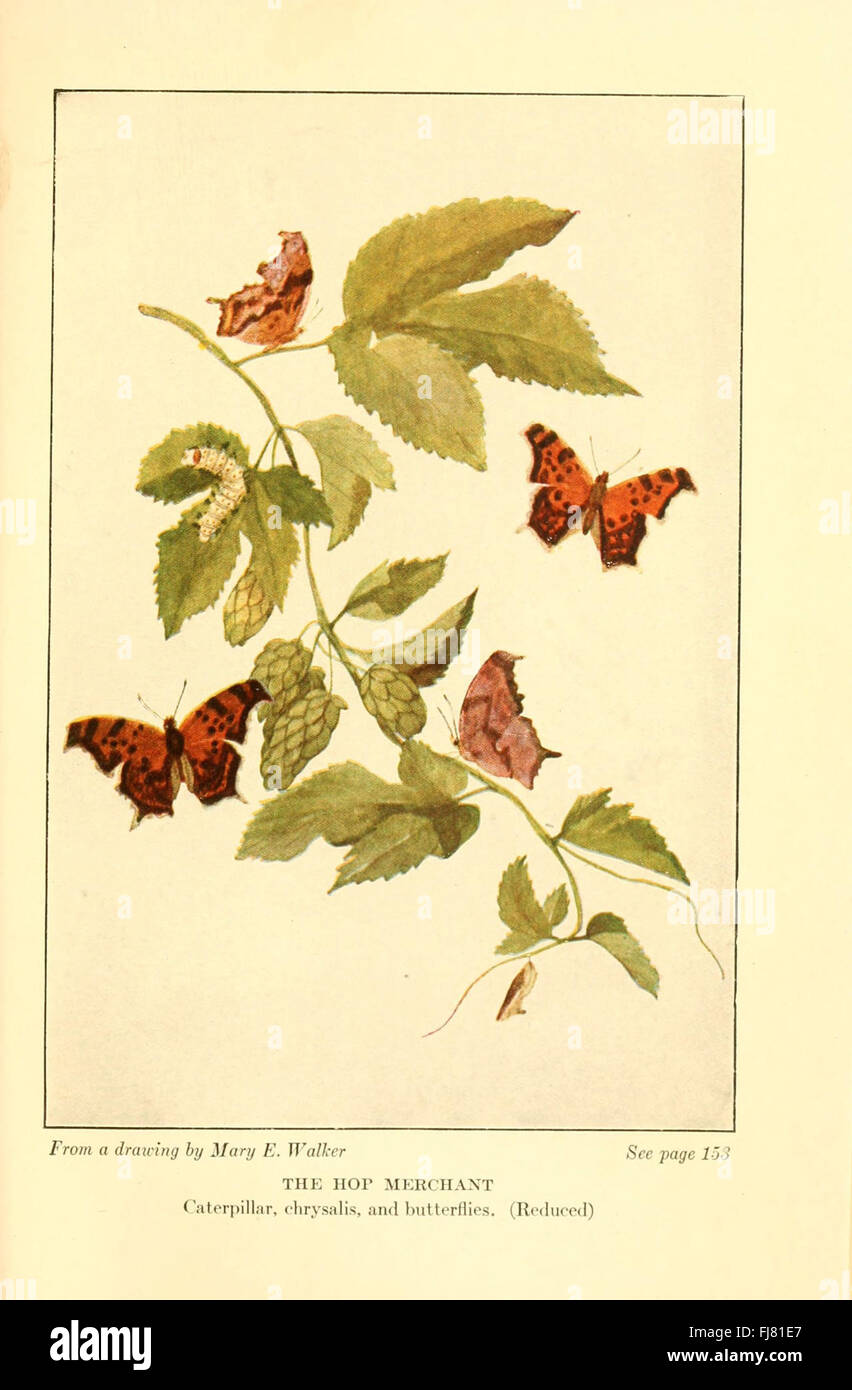 Butterflies worth knowing: A detailed guide to identifying and ...