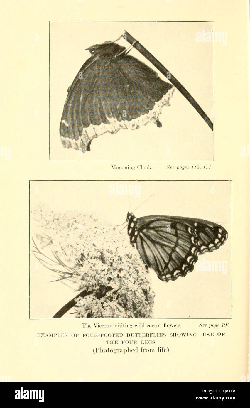 A guide to identifying and understanding butterflies, with detailed ...