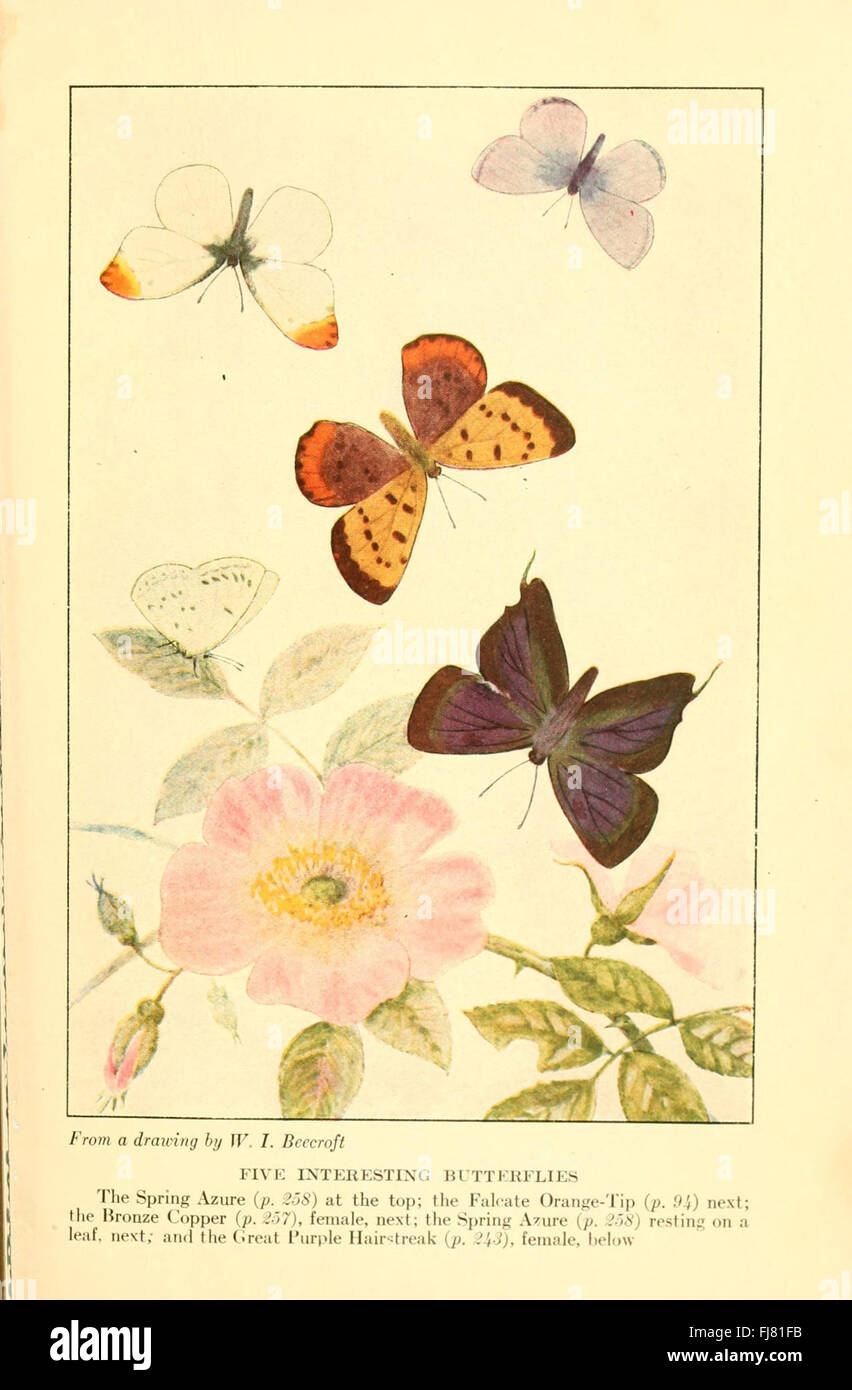 An educational guide to identifying and understanding butterfly species ...