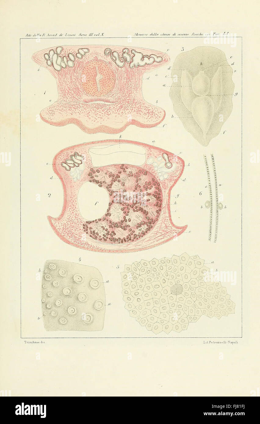 A study of mollusks from the Genoa harbor, focusing on the Olividae ...