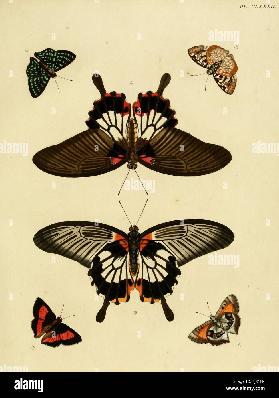 Butterflies, Lepidoptera, Moths, Pictorial works, Catalogs, Insects ...
