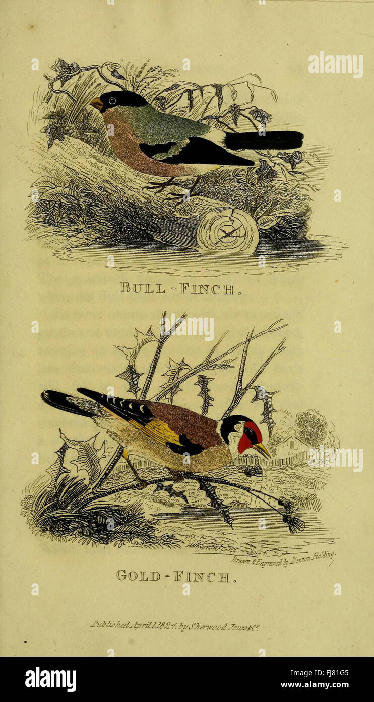 A practical treatise on British song birds, Field Museum Library Great ...