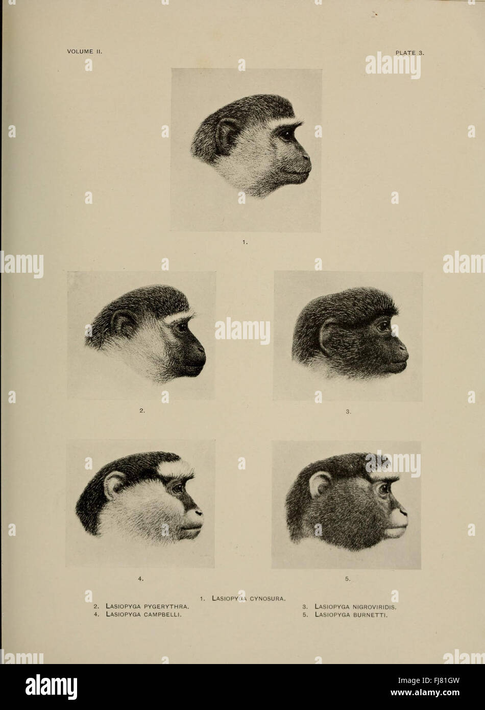This work provides an overview of primate species, their classification ...