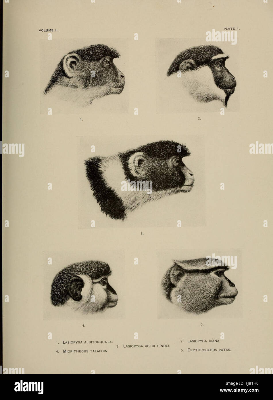 A review of the primates: An analysis of primate species, their ...