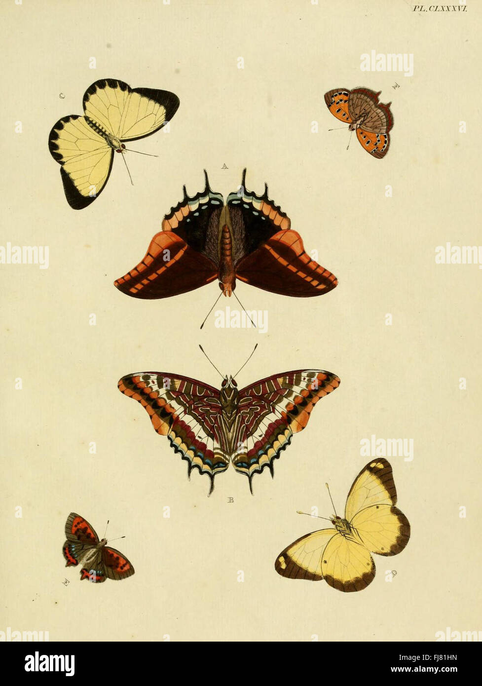 A catalog of exotic butterflies from Suriname, featuring detailed ...