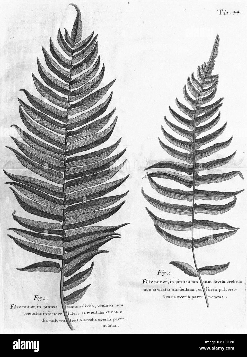 An early travelogue documenting a voyage to several Caribbean islands ...