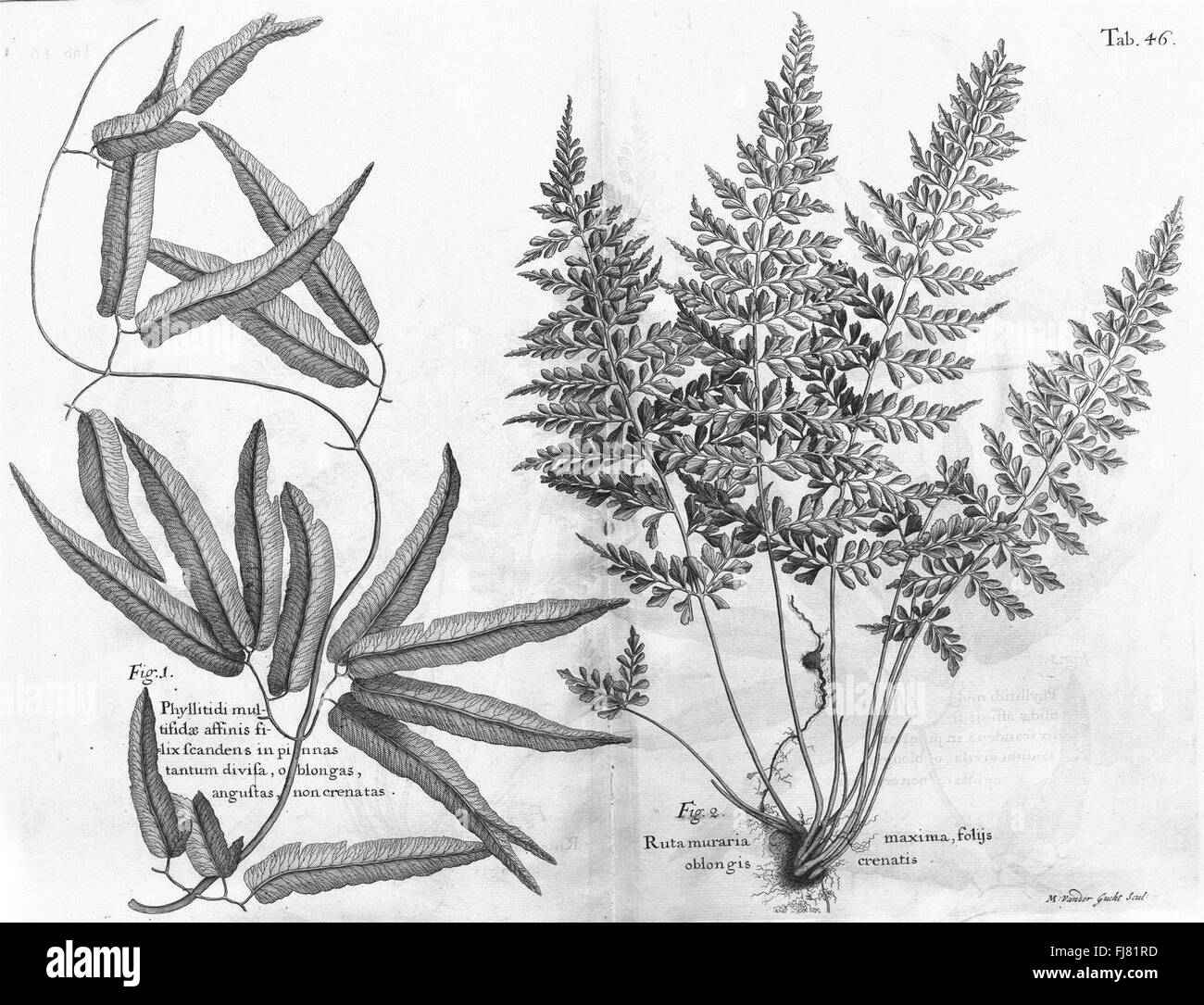Early plant literature hi-res stock photography and images - Alamy