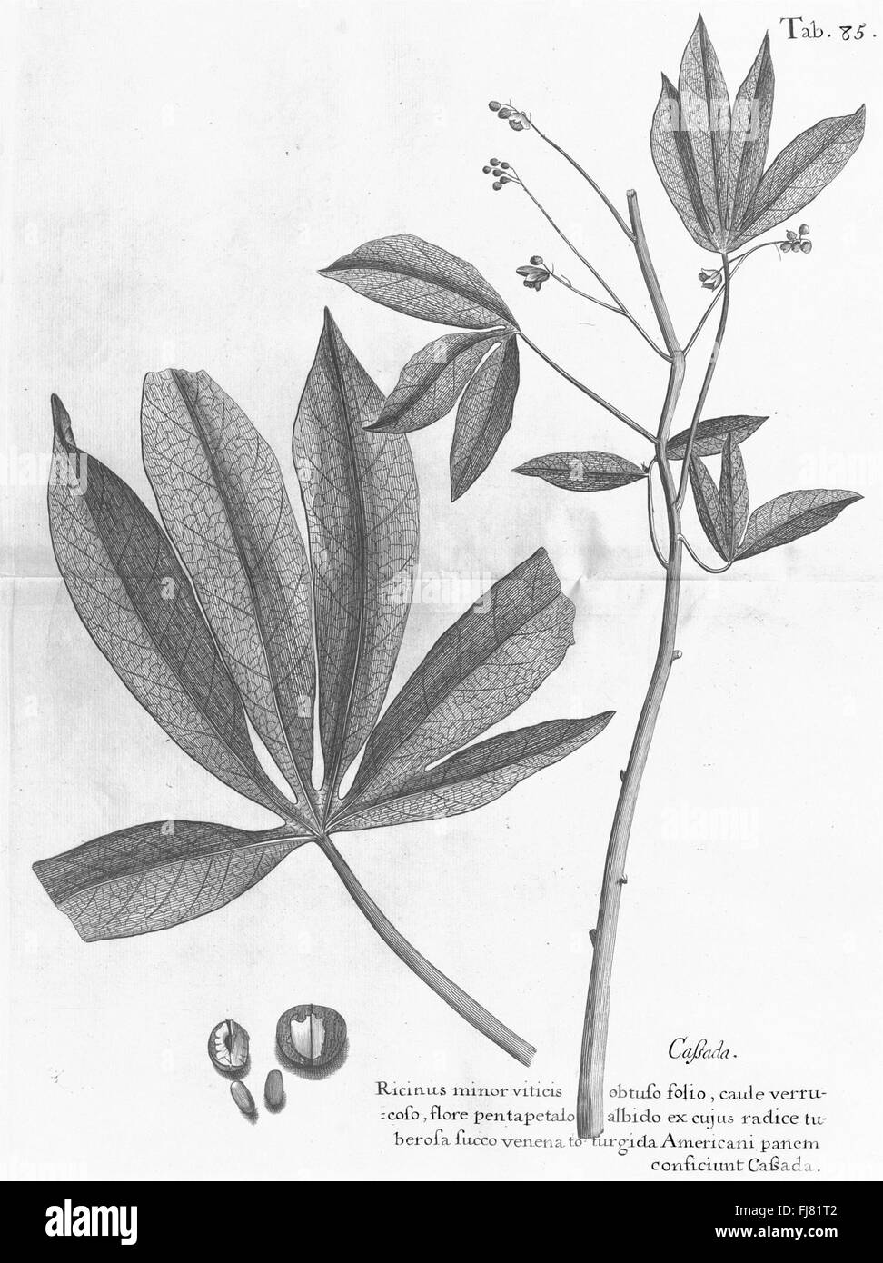 Flora and fauna jamaica Black and White Stock Photos & Images - Alamy