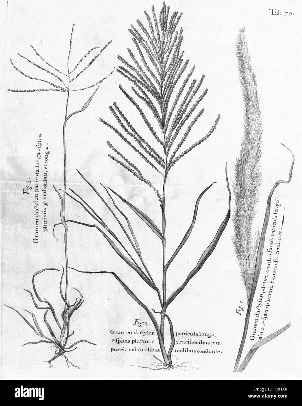 Botany, travel, exploration, Jamaica, Caribbean, historical travel ...