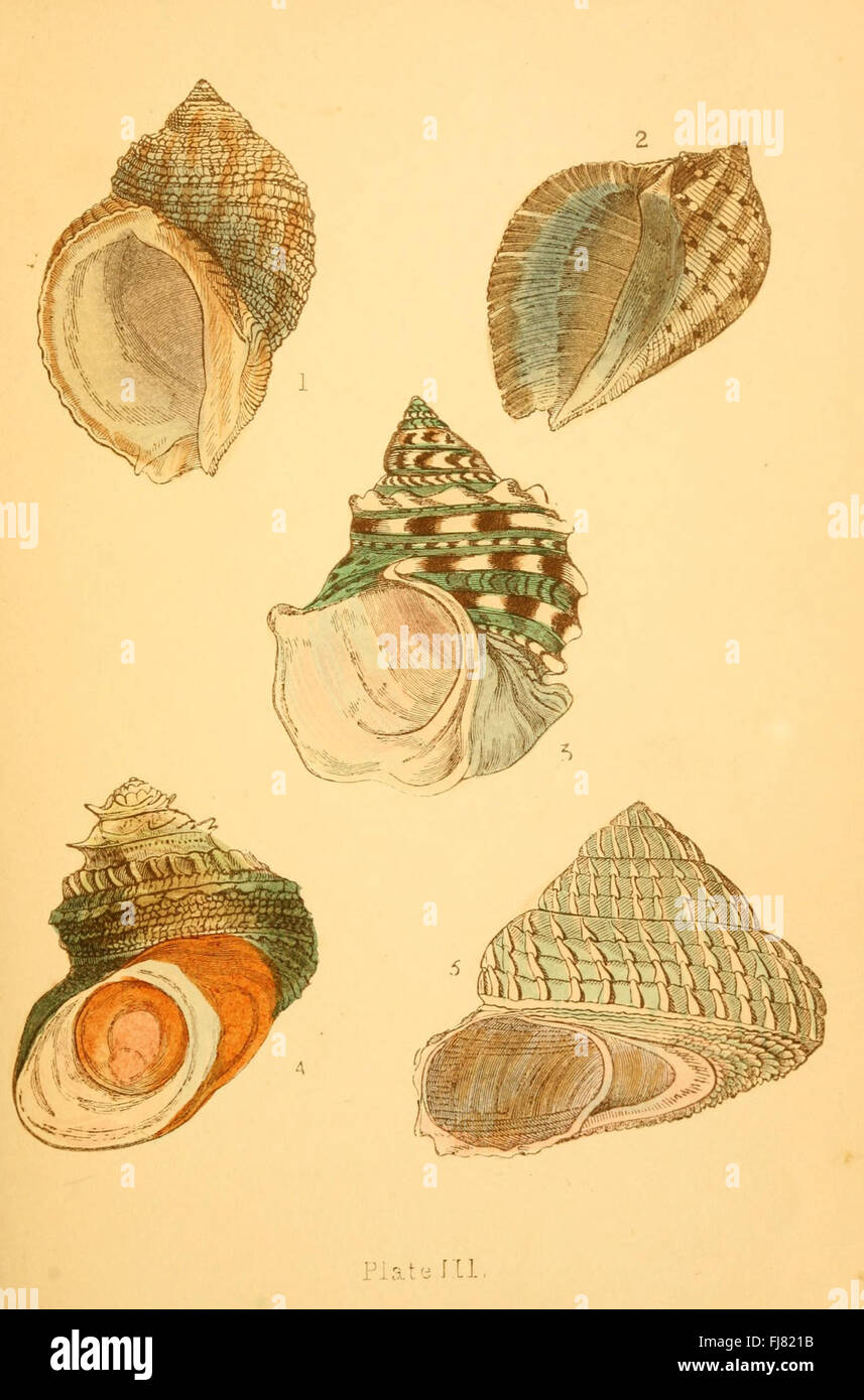 An illustrated collection showcasing beautiful shell species ...