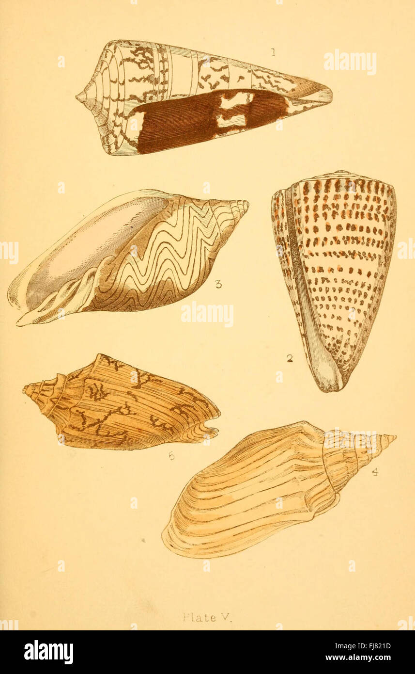 An illustrated study of beautiful shells, showcasing the diversity and ...