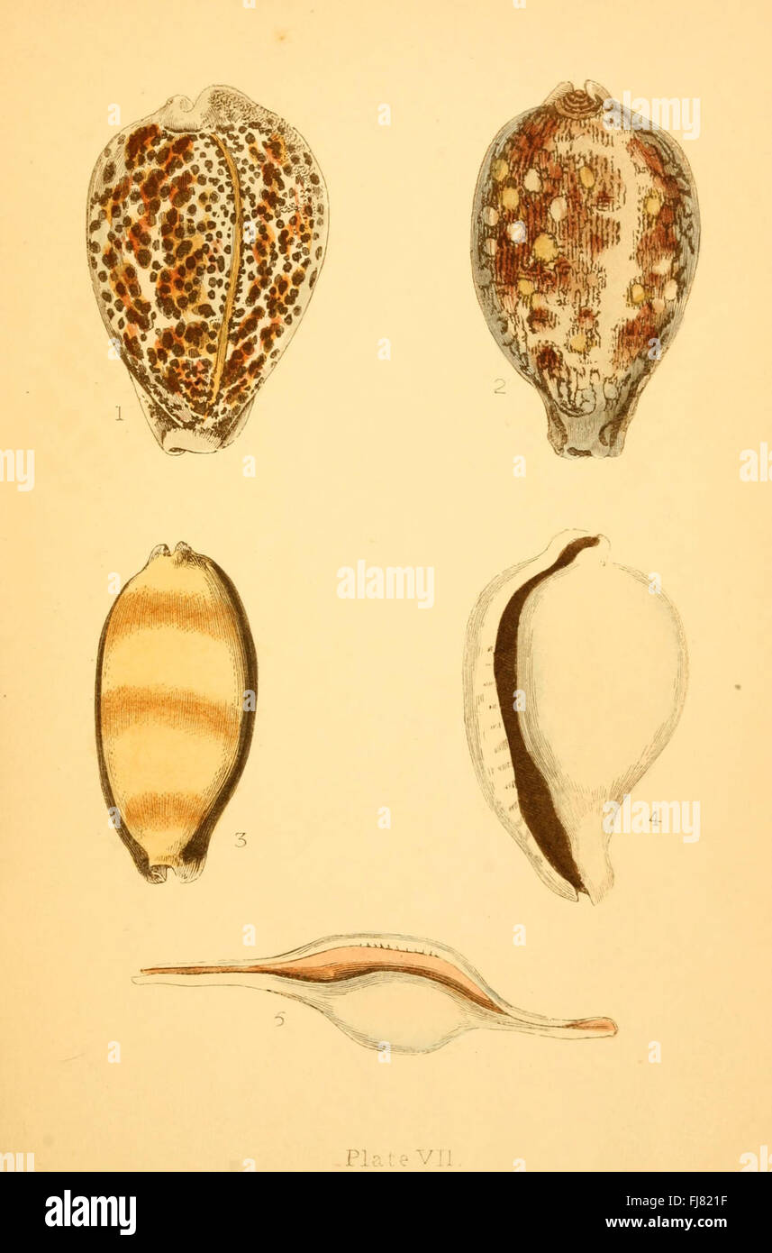 A collection of beautiful shell species, illustrated in detail to ...