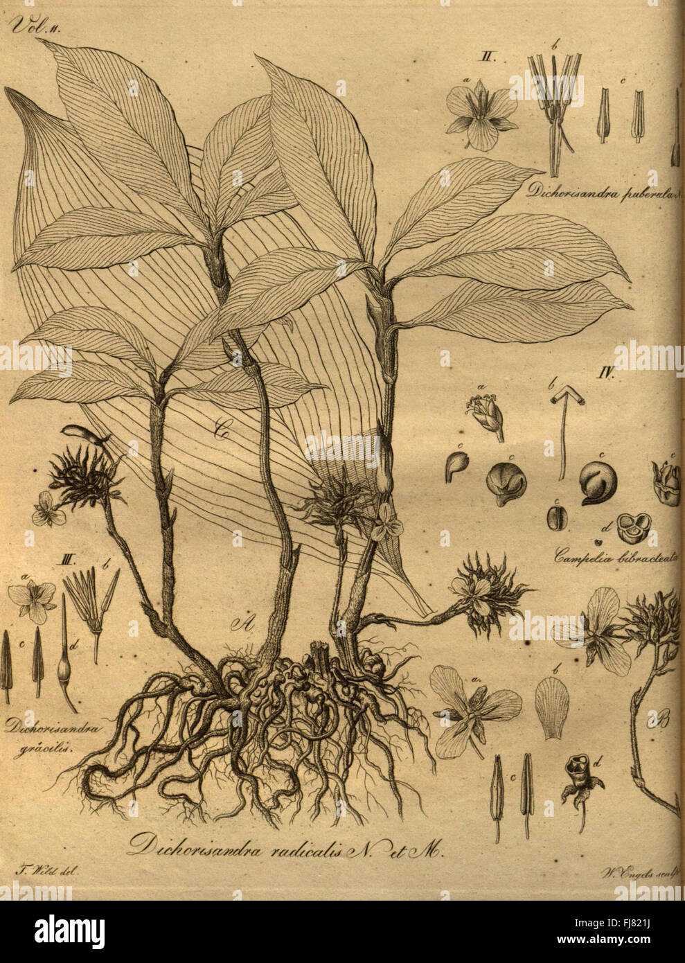 An early botanical study on the flora of Brazil, featuring uncolored ...