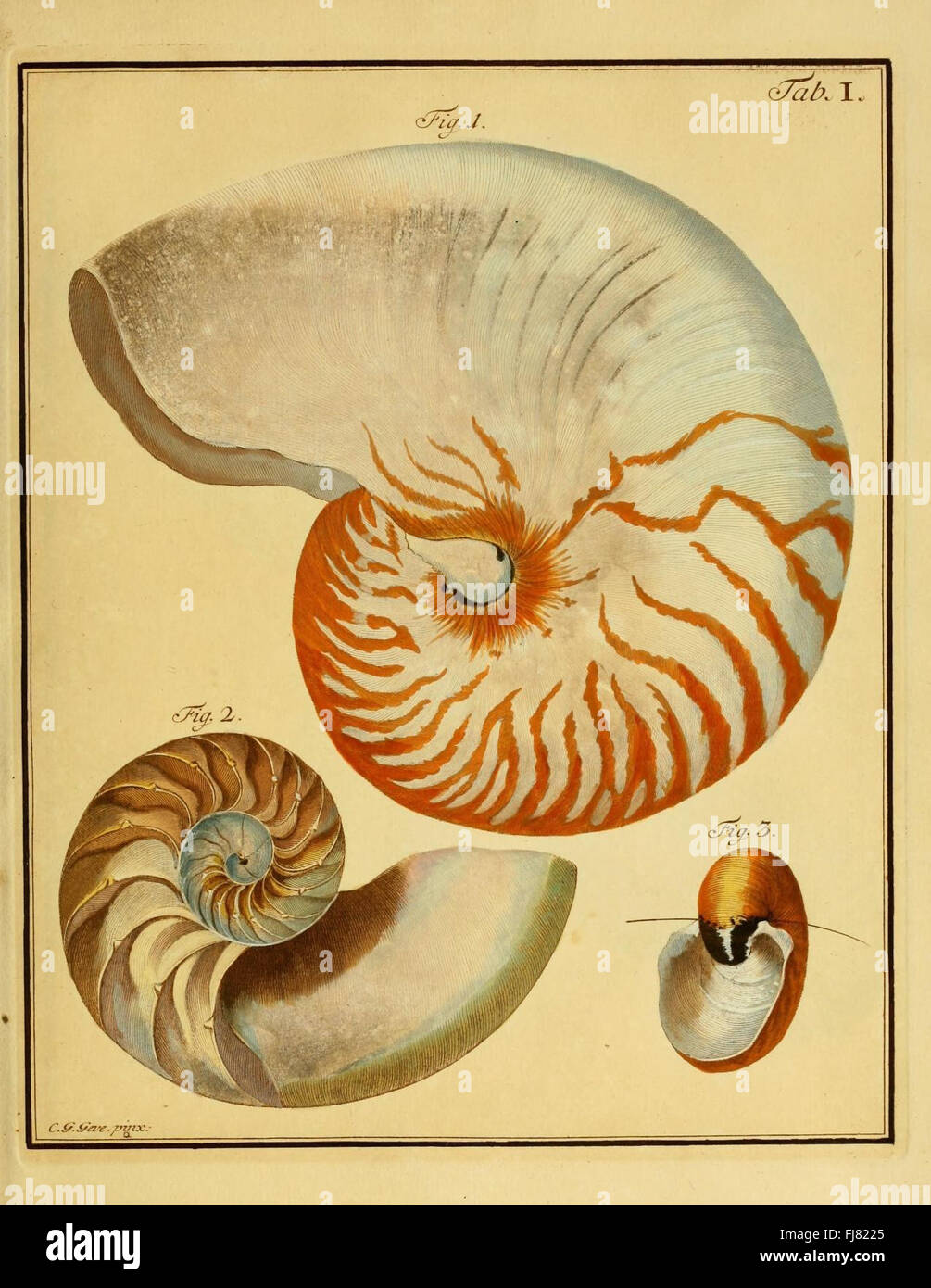 This illustration showcases the role of cephalopods and gastropods in ...