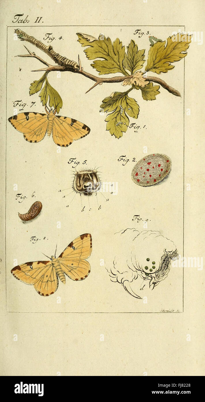 An illustration from the 'Activities of the Berlin Society of ...