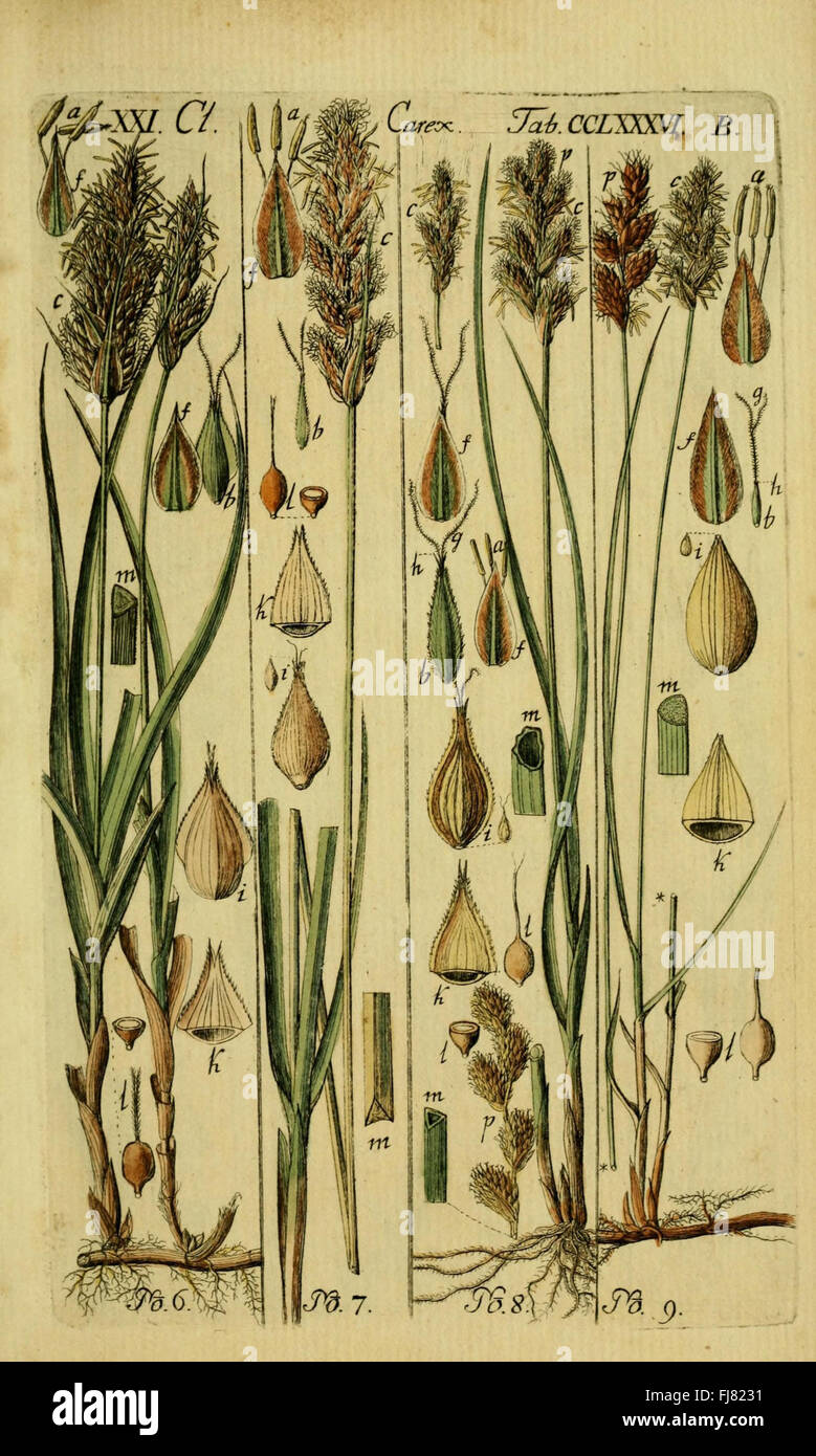 Description and illustrations of known and unknown species of reed ...