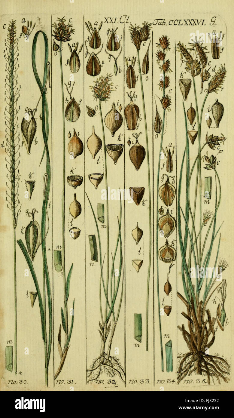 A work describing and illustrating known and newly identified species ...