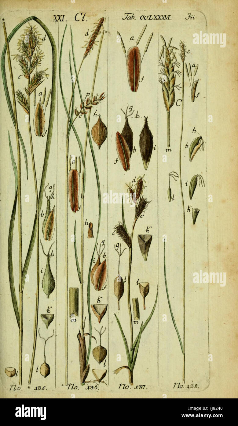 A botanical study on the Carex genus, featuring descriptions and ...