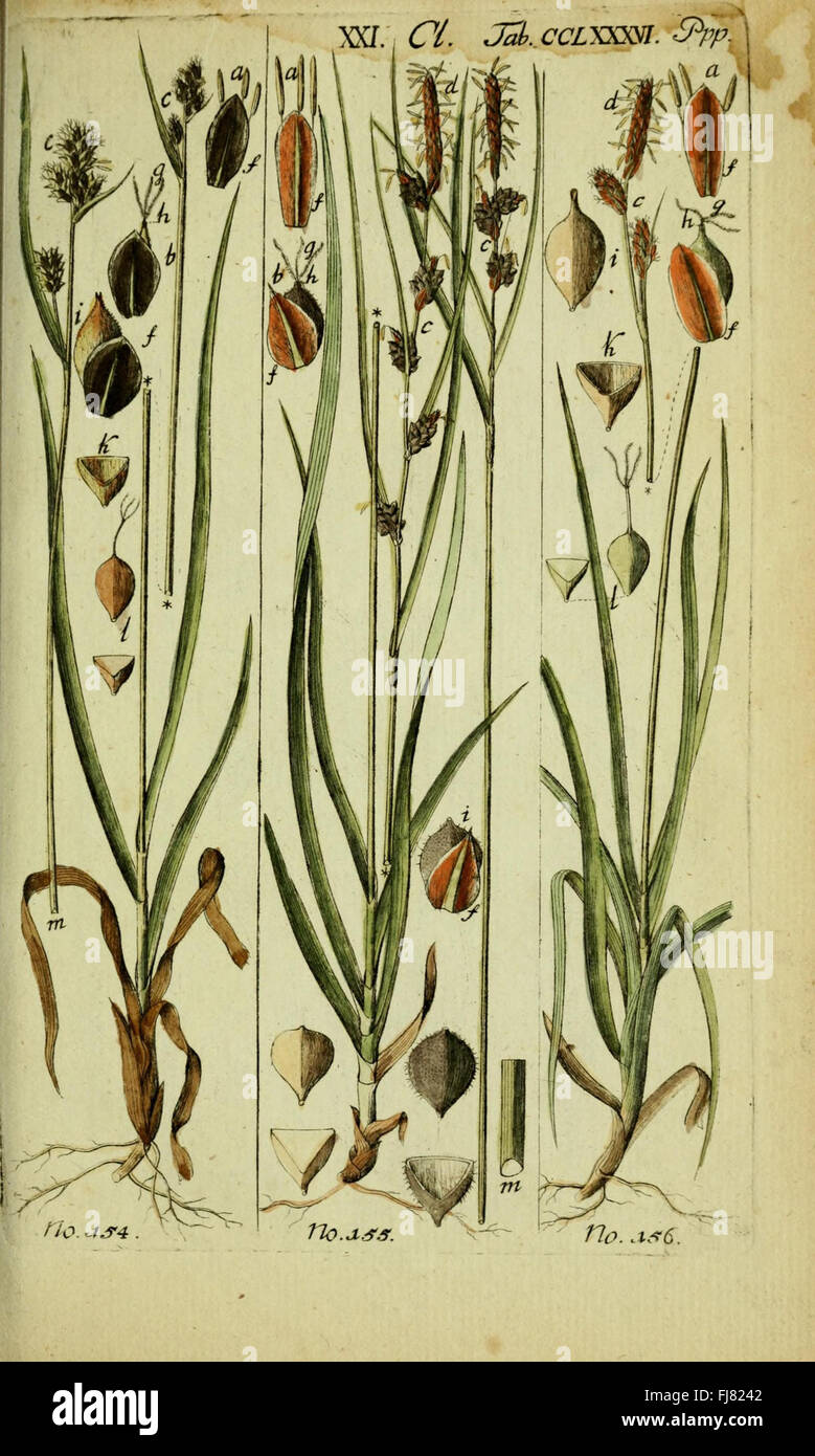 A botanical work describing and illustrating known and unknown species ...