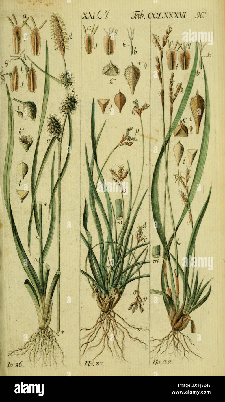 This collection offers detailed descriptions and illustrations of reed ...