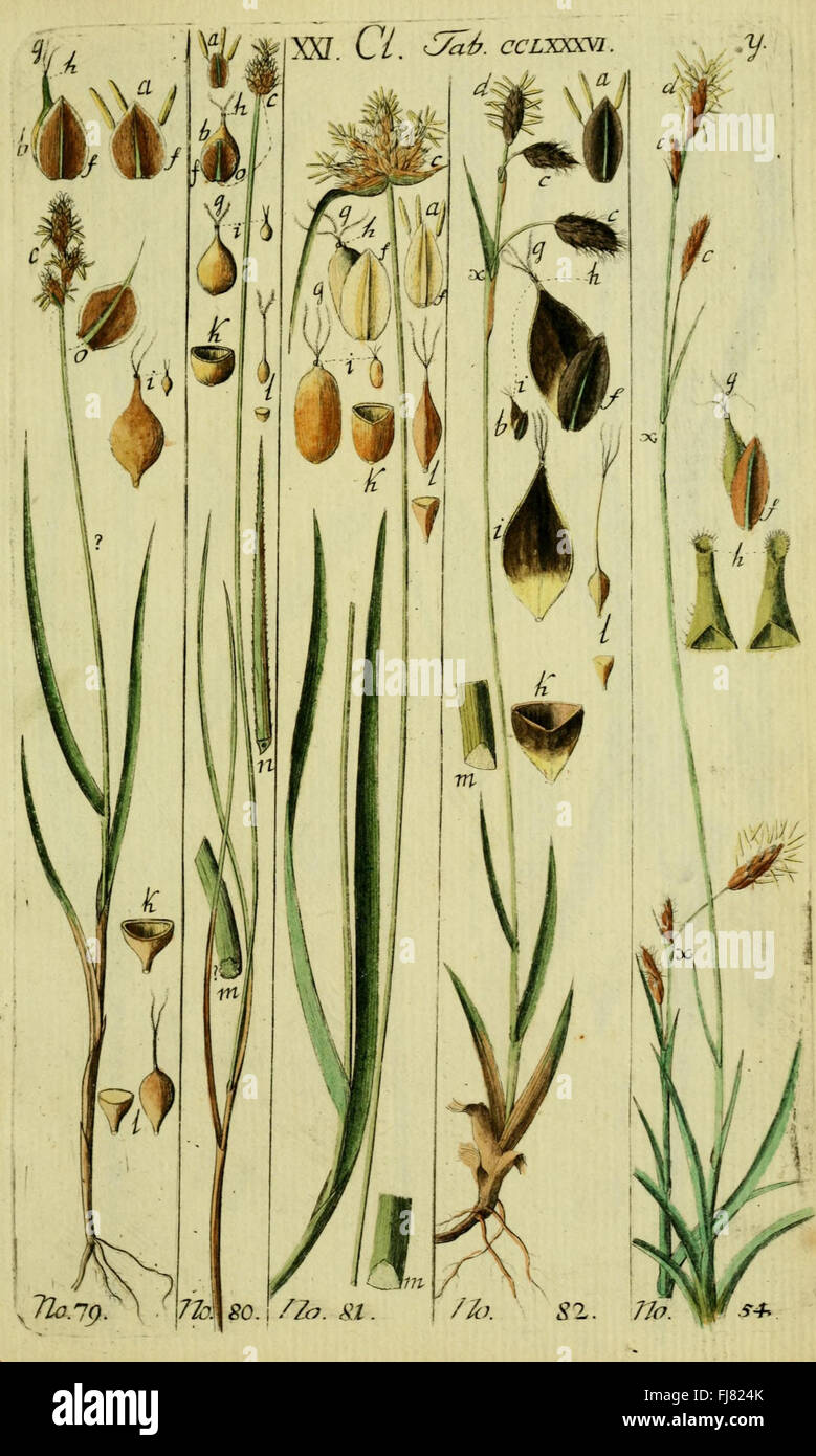 An illustration and description of known and newly discovered species ...