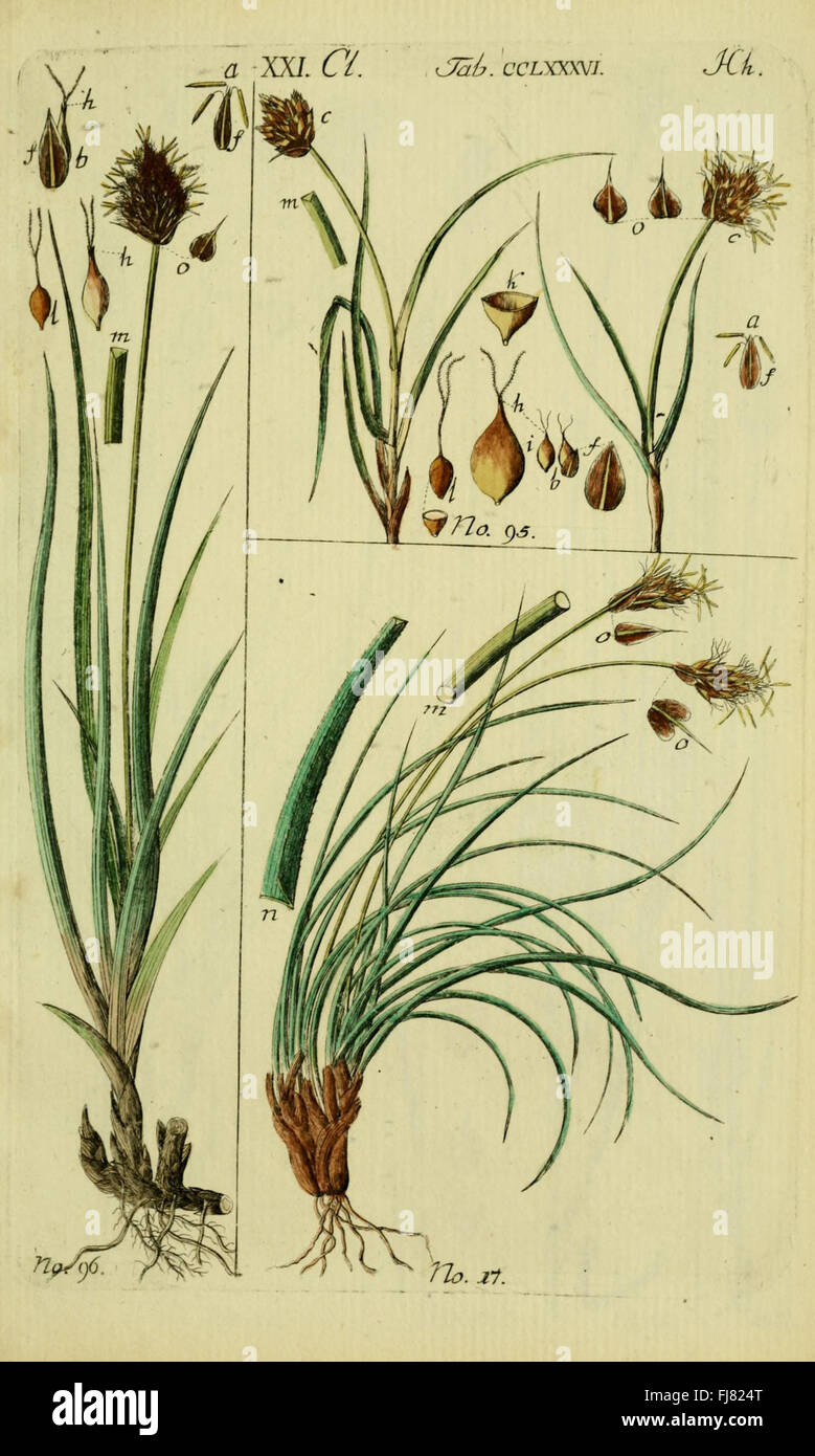 An illustrated study of Carex and Cyperaceae species, documenting both ...