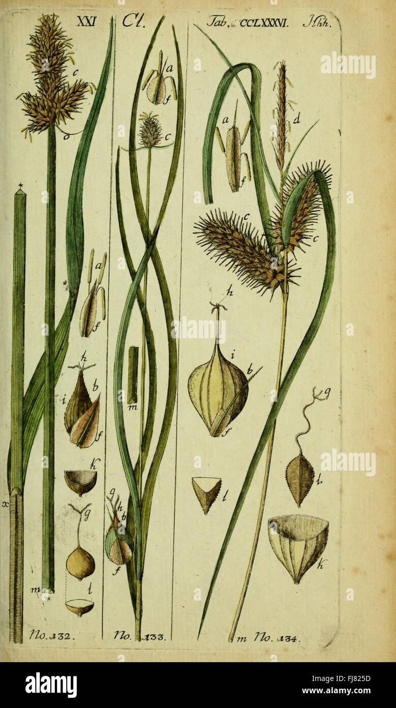 Description and illustration of known and unknown species of sedge ...