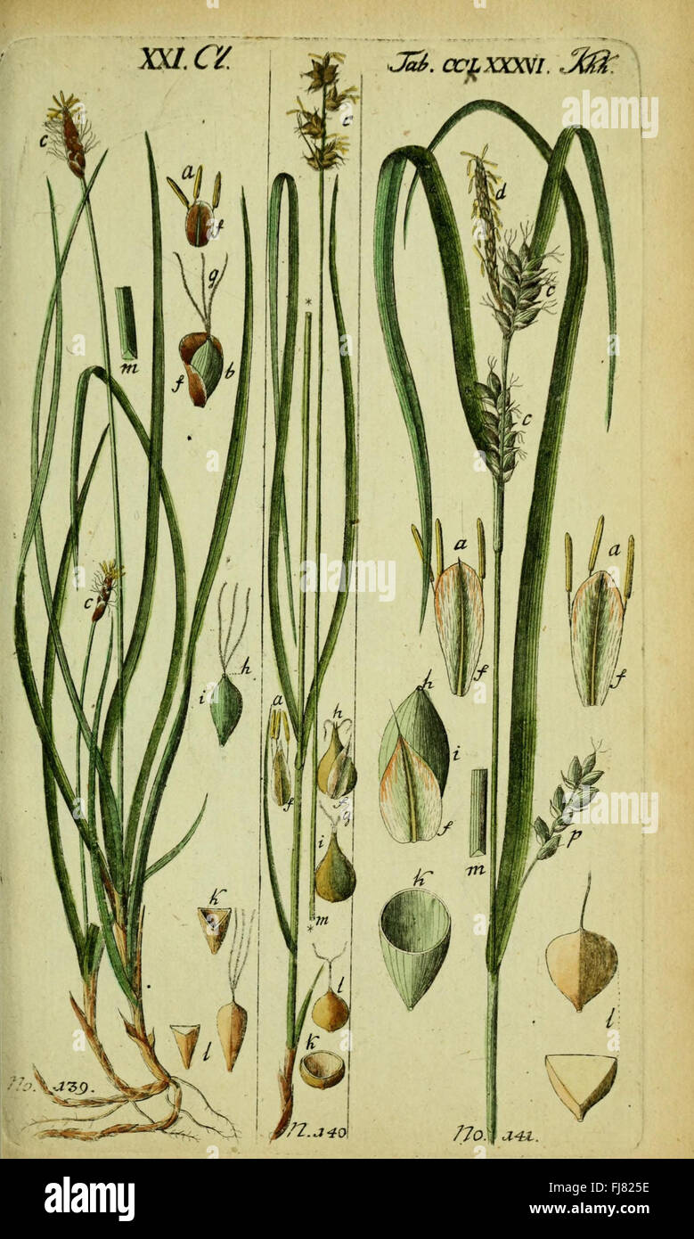 Description and illustration of the known and unknown species of sedge ...